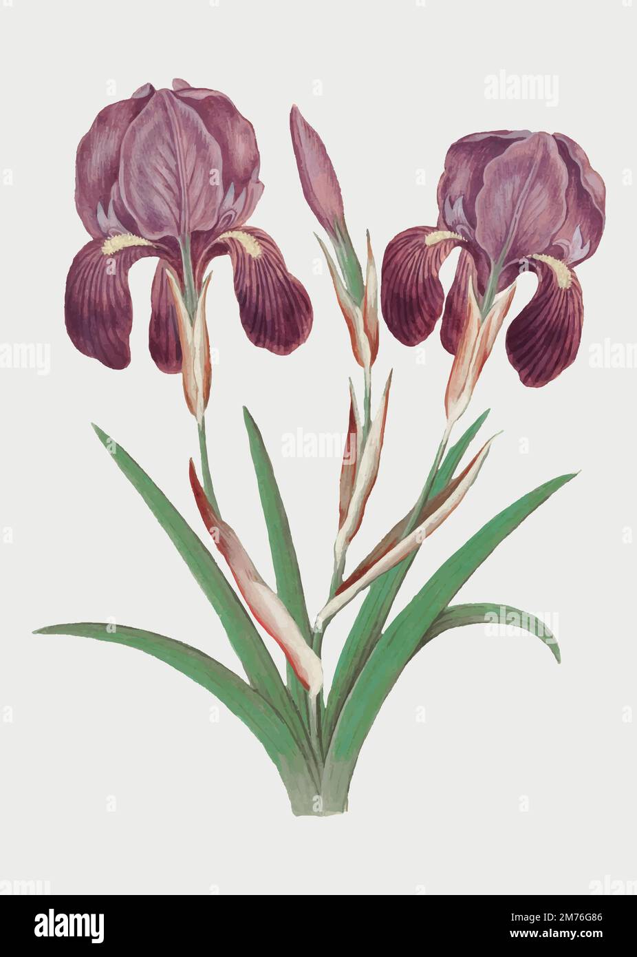 Vintage purple iris flower illustration in vector Stock Vector Image ...
