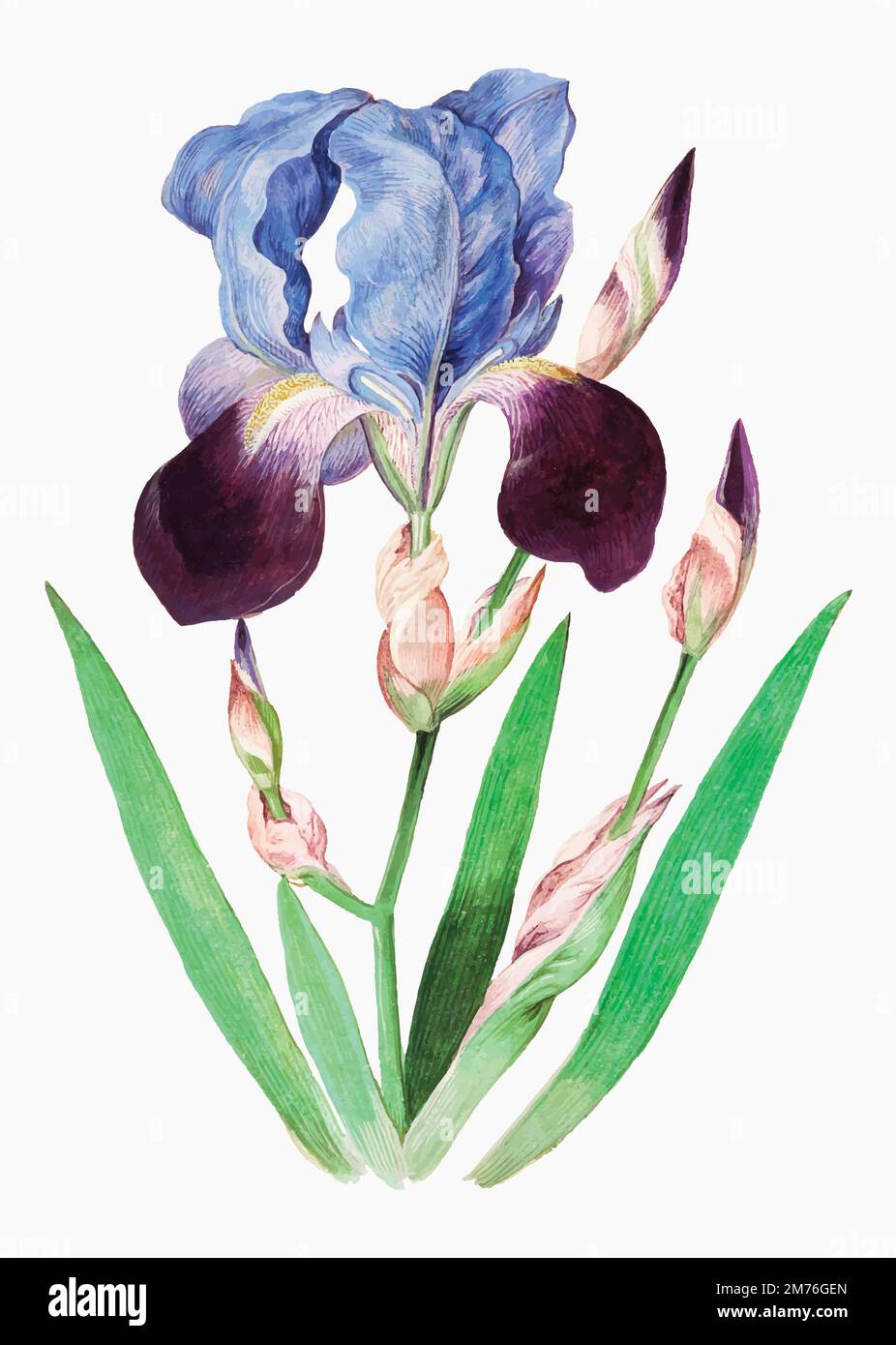 Vintage purple iris flower illustration in vector Stock Vector Image ...