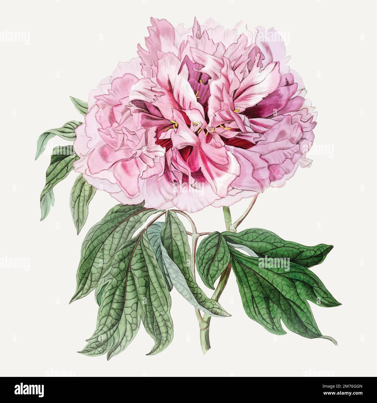 Peony suffruticosa double red Stock Vector Images - Alamy