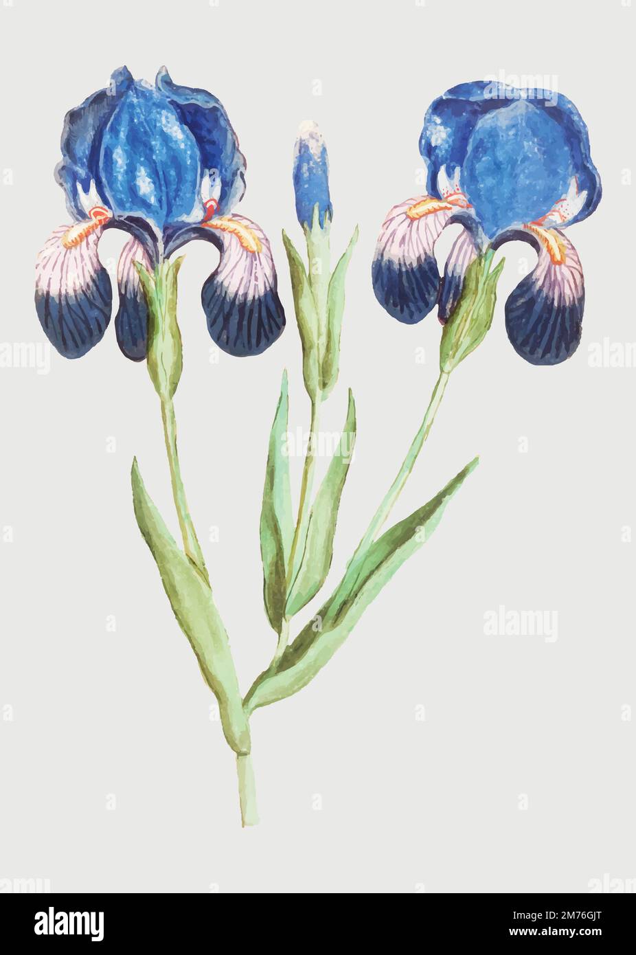 Vintage purple iris flower illustration in vector Stock Vector Image ...