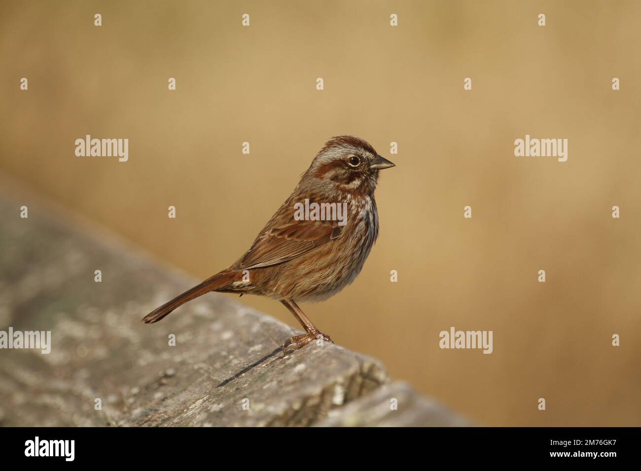 One Song Sparrow (Melospiza melodia) standing on a wooden hand rail ...