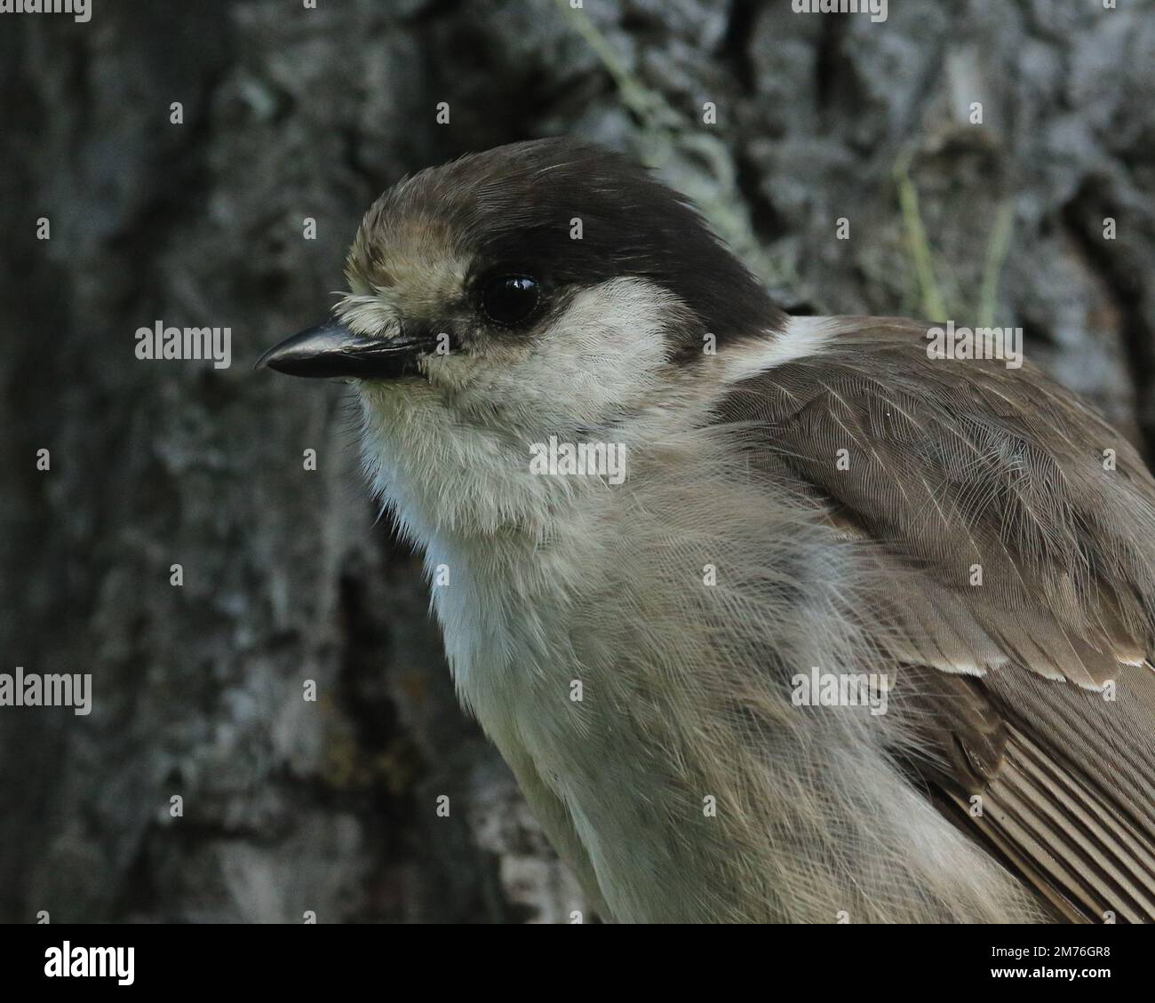 Whiskeyjack bird hi-res stock photography and images - Alamy