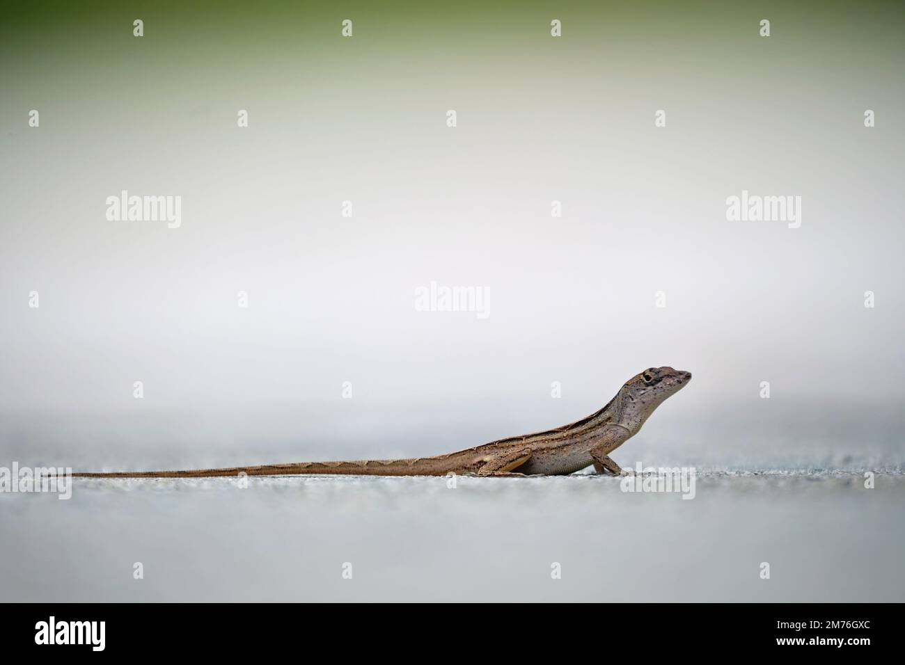 Macro closeup of blown alone lizard warming on summer sun. Anolis ...