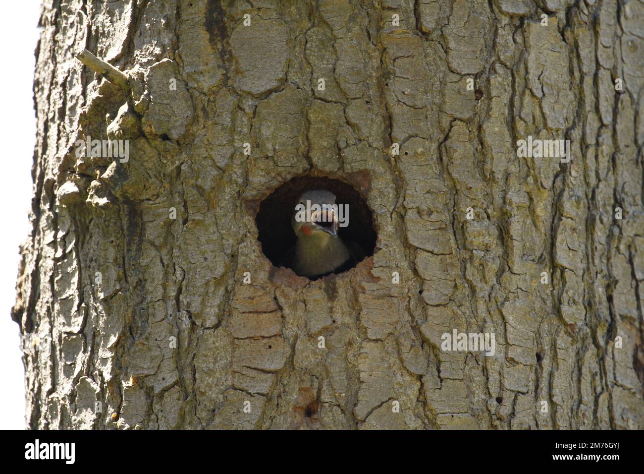 One juvenile male red-shafted Northern Flicker (Colaptes auratus ...