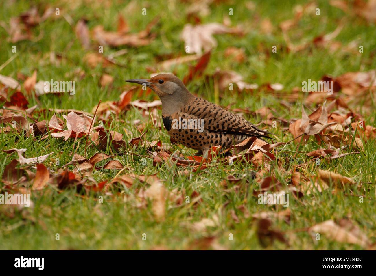 One red-shafted Northern Flicker (Colaptes auratus) on the ground in ...