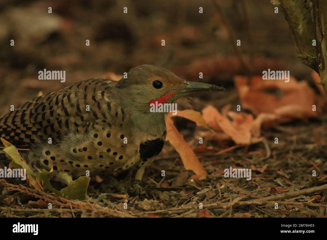 Close up of one male red-shafted Northern Flicker (Colaptes auratus ...
