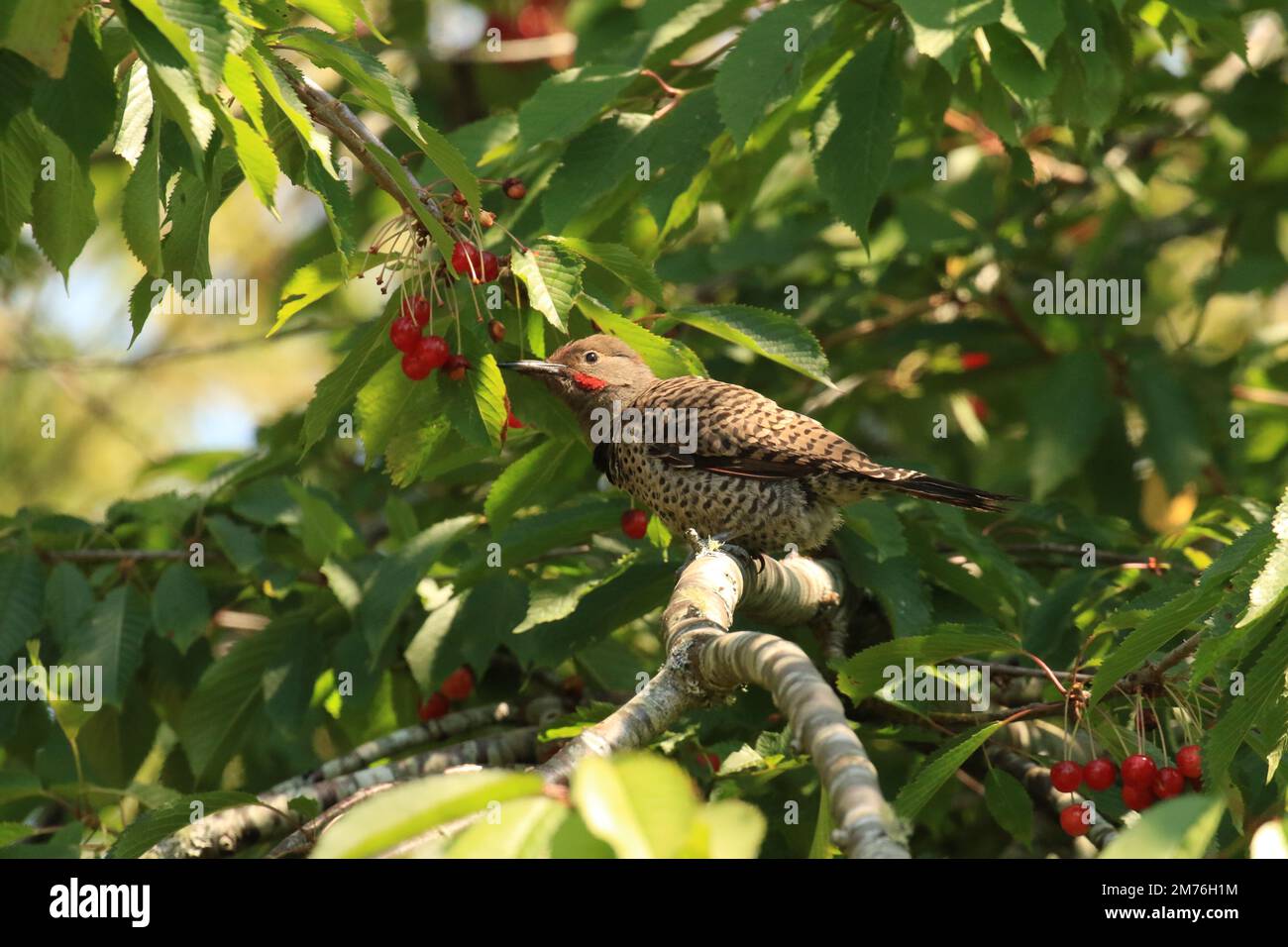 One male red-shafted Northern Flicker (Colaptes auratus) on a tree ...
