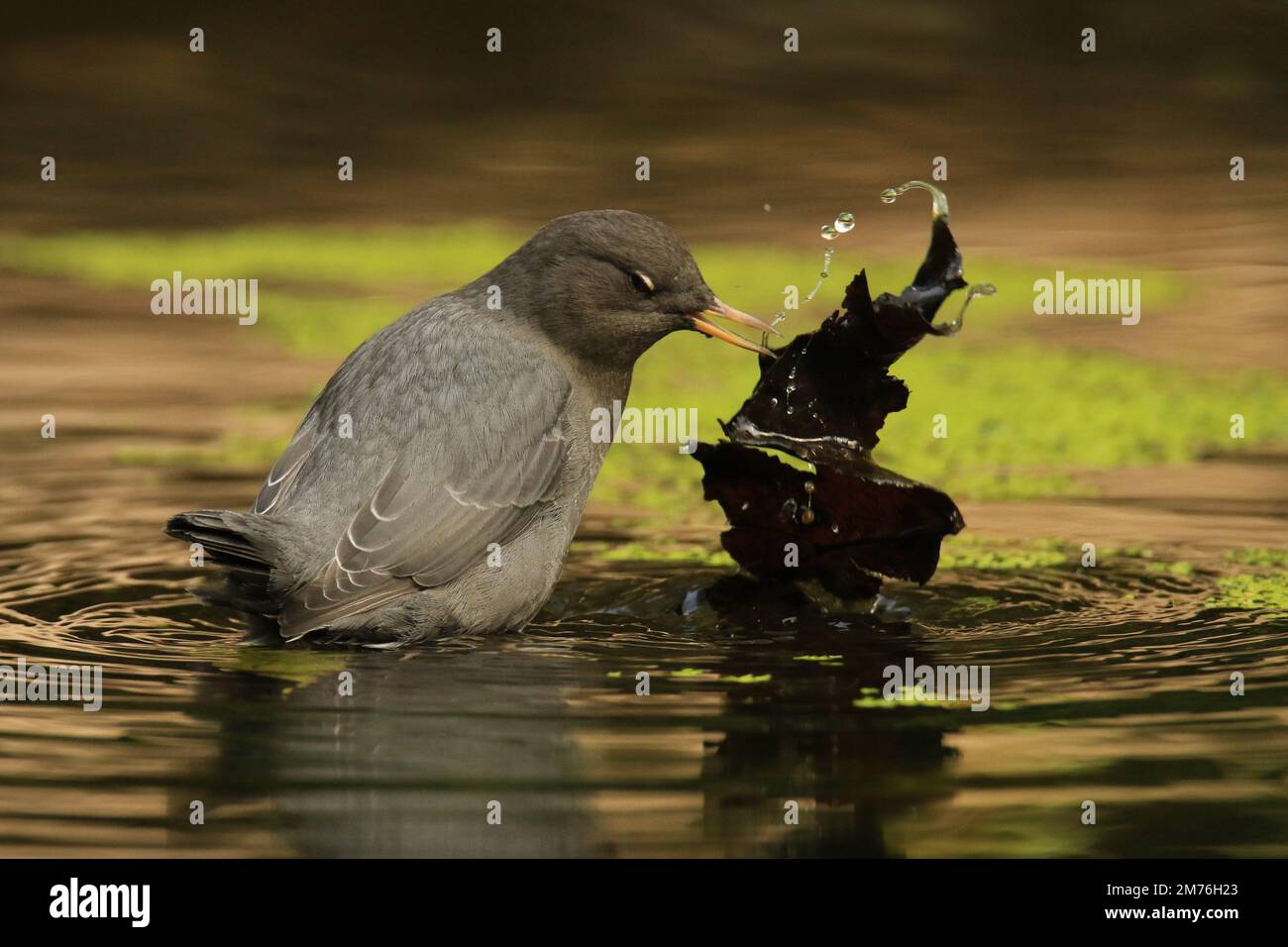 One American Dipper (Cinclus mexicanus) standing in a shallow river ...