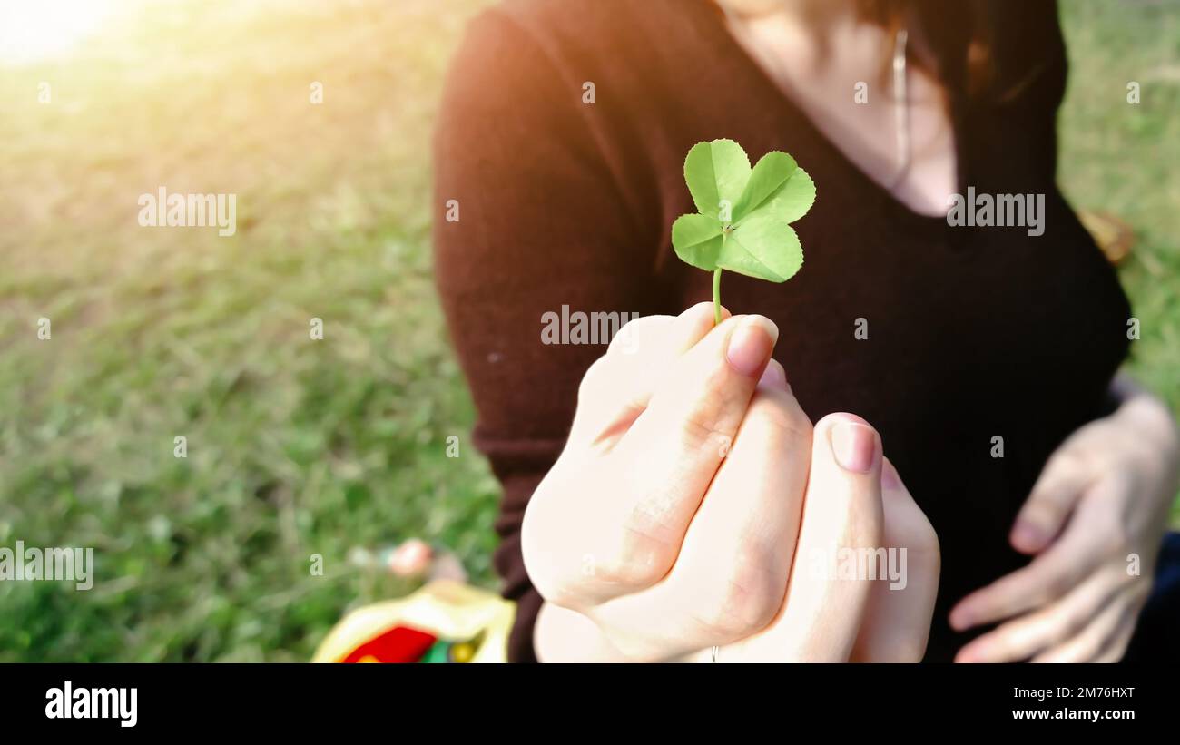 four-leaf clover in the hands of the ecologist Stock Photo - Alamy