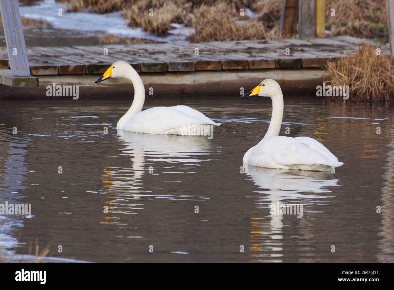 Two whopper swans in a stream during spring Stock Photo - Alamy