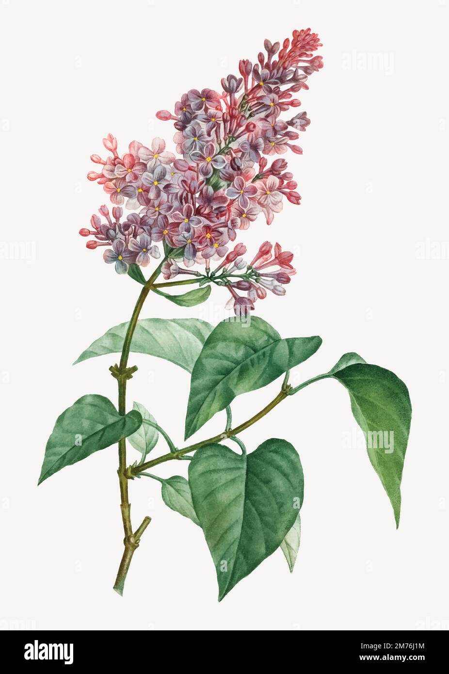 Common lilac tree Stock Vector Images - Alamy