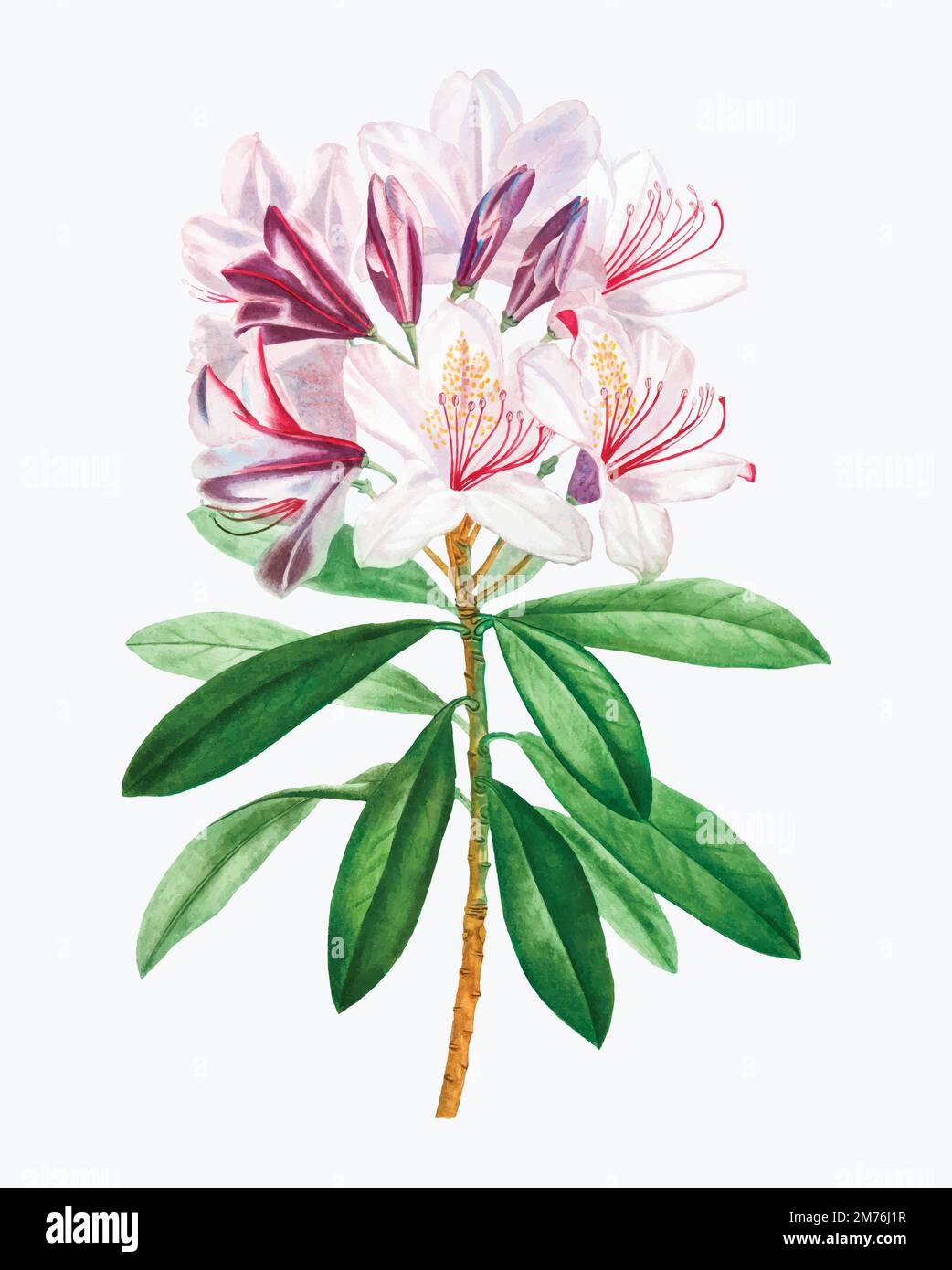 Vintage blooming rhododendron ponticum vector Stock Vector Image & Art ...
