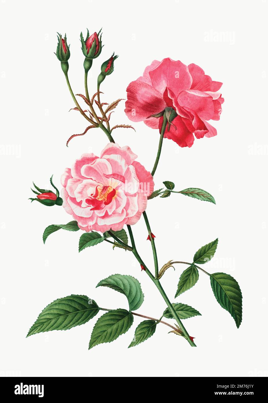 Vintage ever-blowing rose vector Stock Vector Image & Art - Alamy