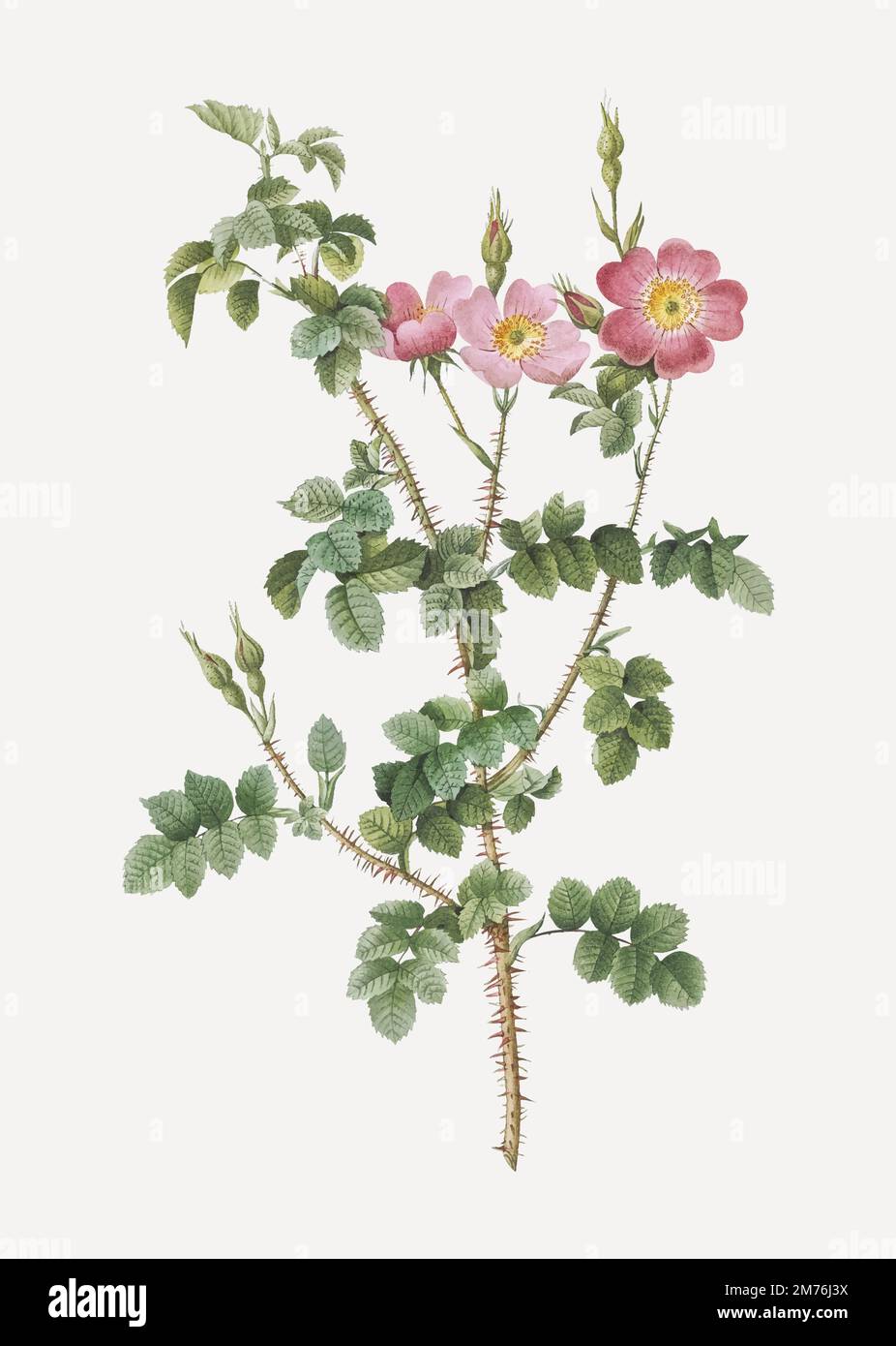 Rosa rubiginosa illustration hi-res stock photography and images - Alamy