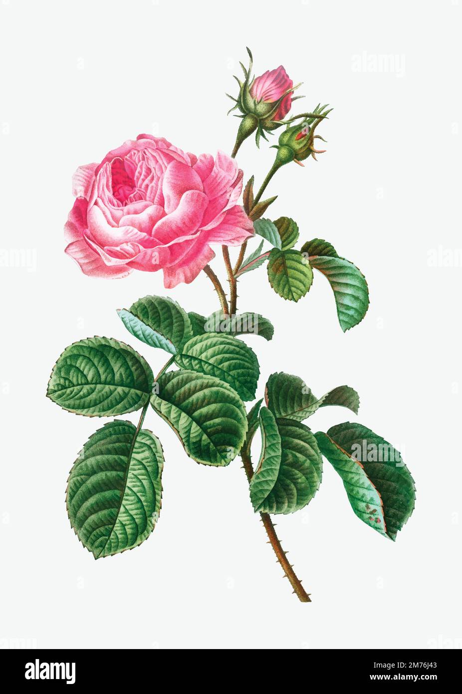 Vintage cabbage rose branch vector Stock Vector Image & Art - Alamy