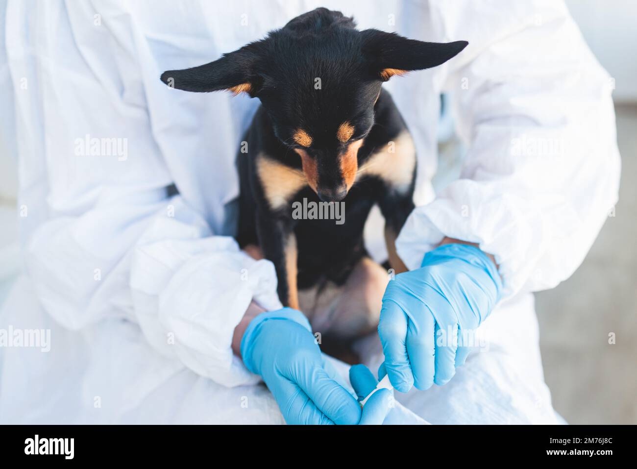 Applying flea treatment dog hi-res stock photography and images - Alamy
