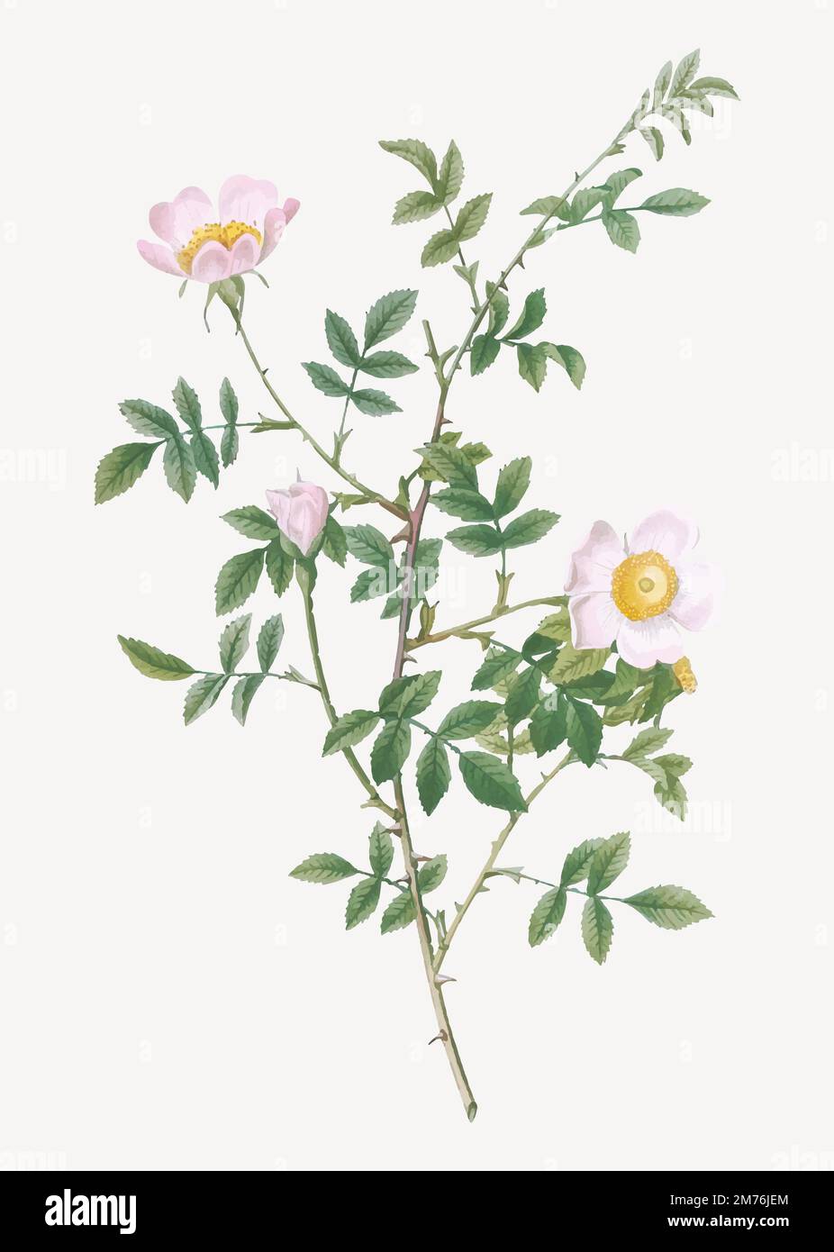 Pink flower hedge Stock Vector Images - Alamy