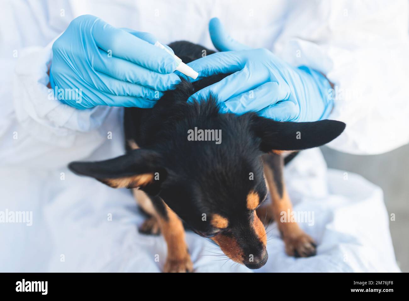 Applying flea treatment dog hi-res stock photography and images - Alamy