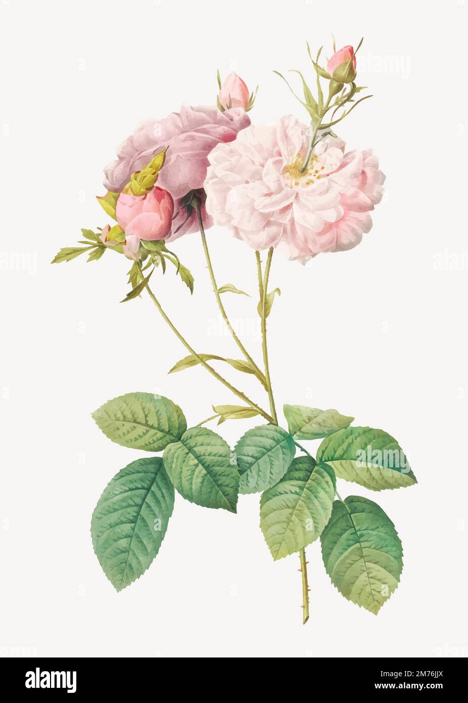 Vintage blooming damask rose vector Stock Vector Image & Art - Alamy