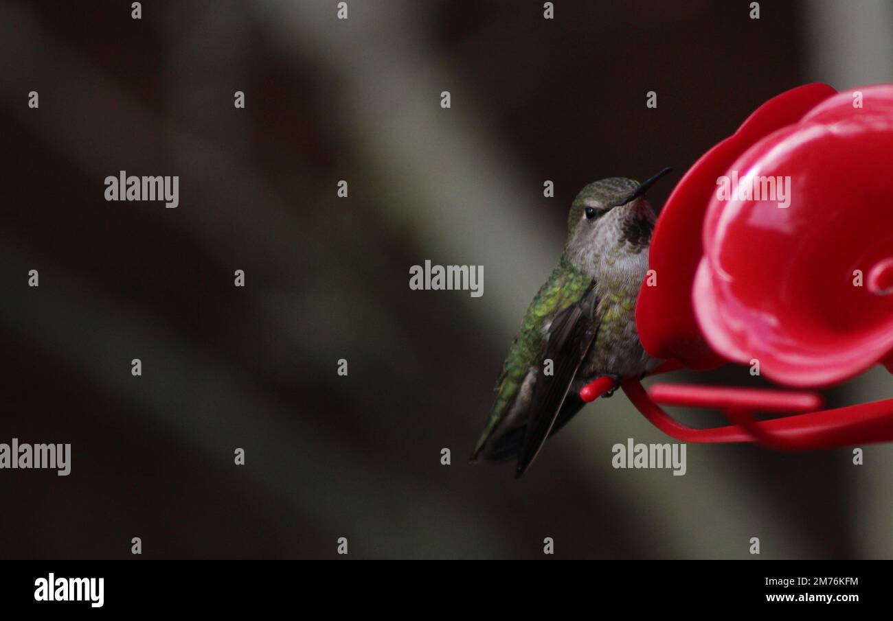 hummingbird resting on a hummingbird feeder, in between drinks Stock ...