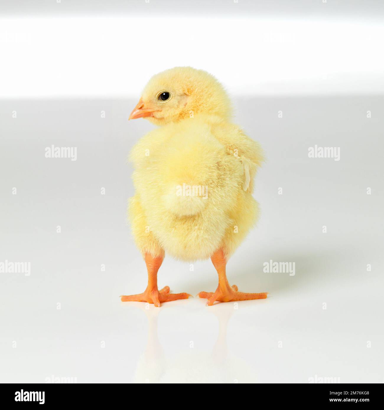Rear shot cute little hi-res stock photography and images - Alamy