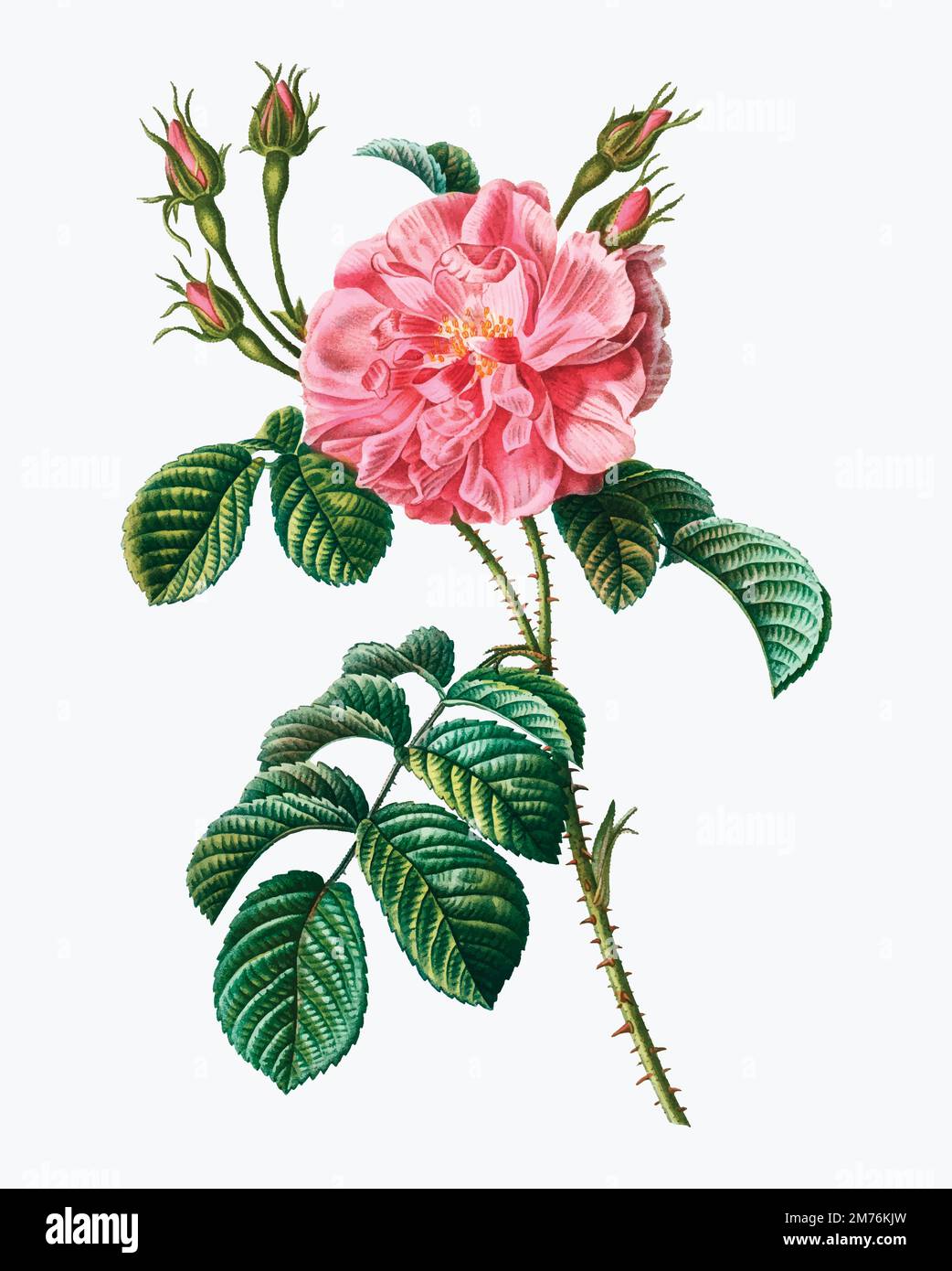 Vintage pink wild rose vector Stock Vector Image & Art - Alamy