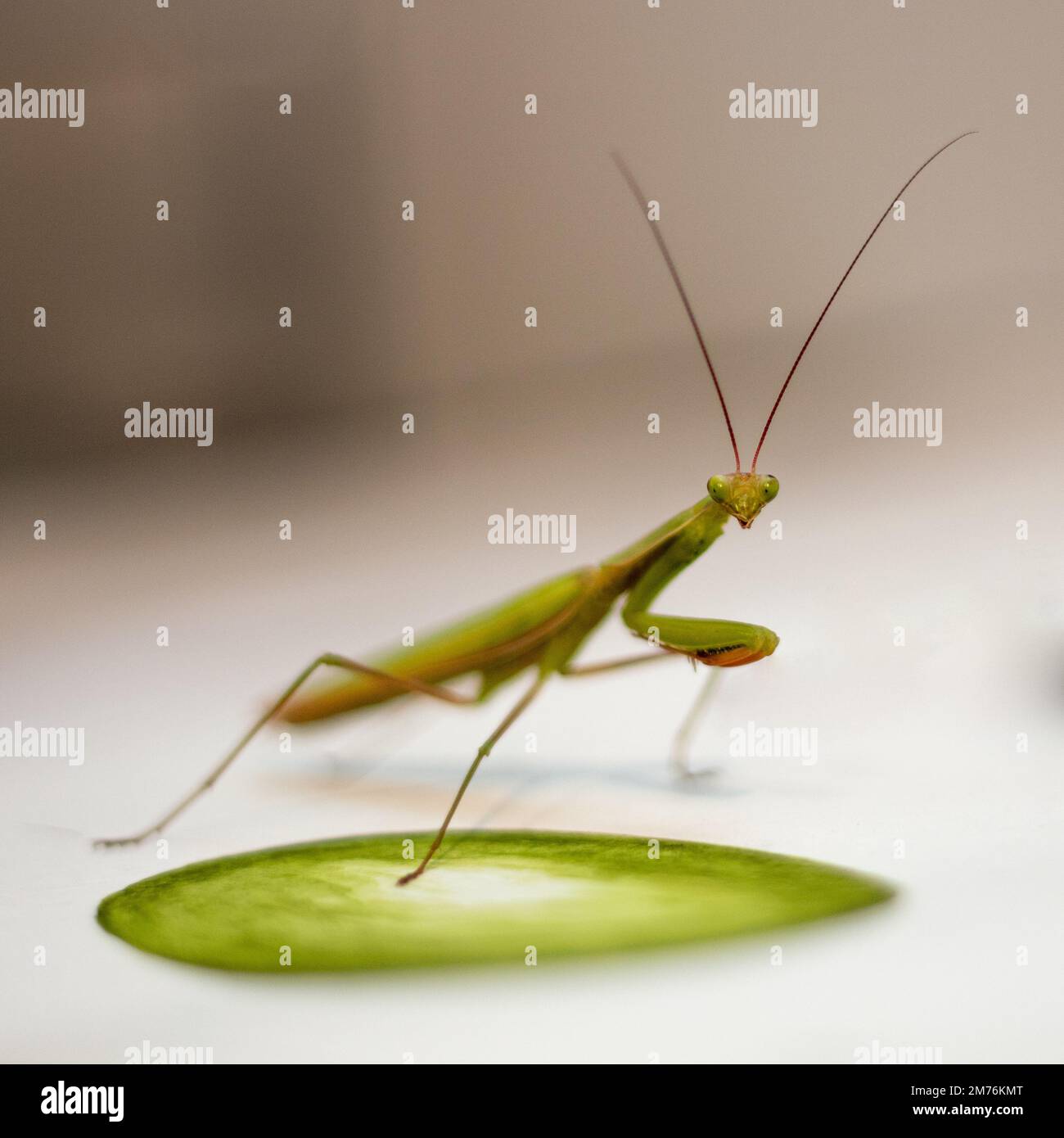 Preying Mantis camouflages into watercolor painting Stock Photo - Alamy