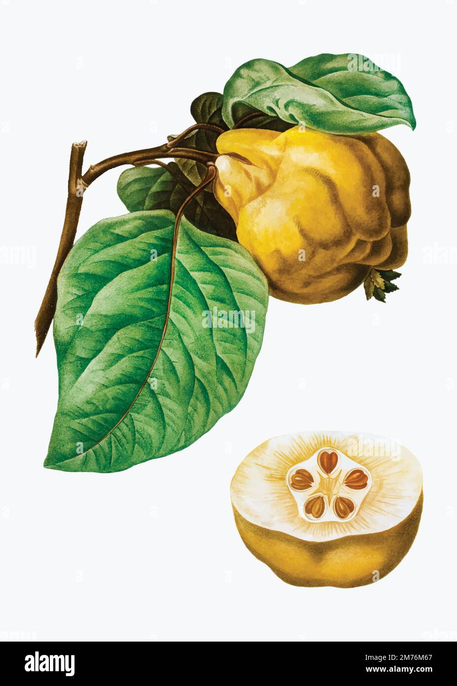 Beautiful vintage quince plant vector Stock Vector Image & Art - Alamy