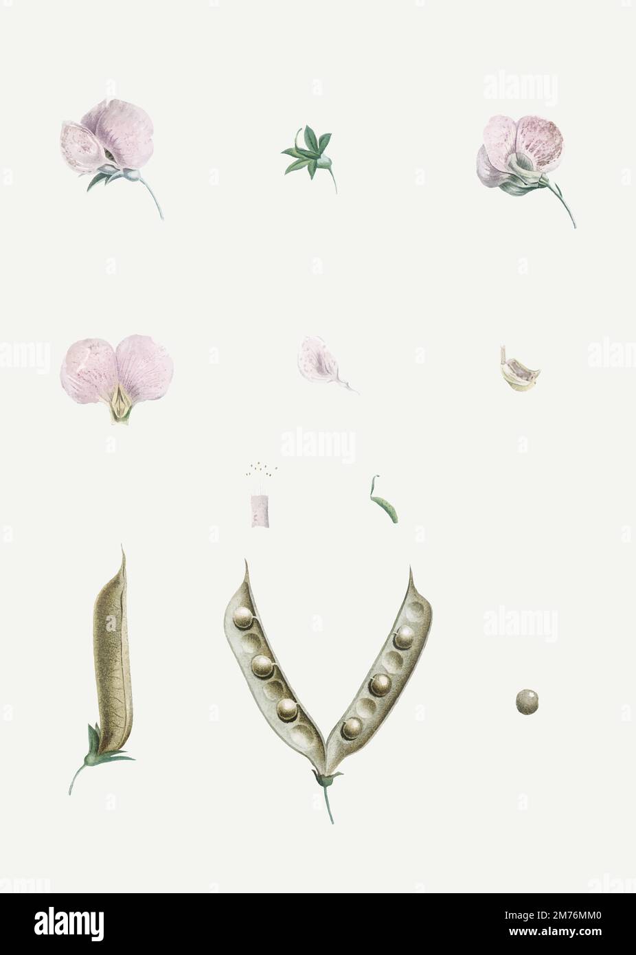 Vintage butterfly pea flower parts vector Stock Vector Image & Art - Alamy