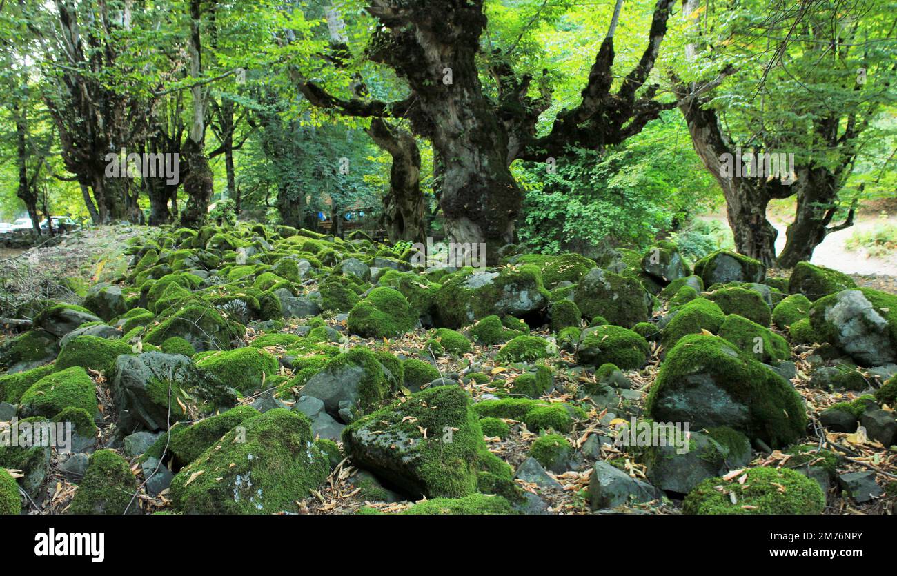 Moss rocks forest hi-res stock photography and images - Alamy