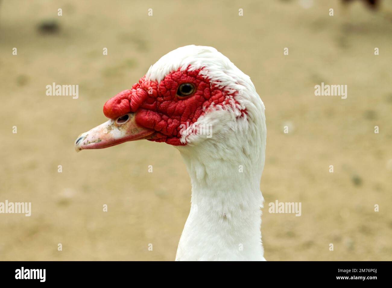 A closeup of a Domestic Muscovy duck in a farm Stock Photo - Alamy
