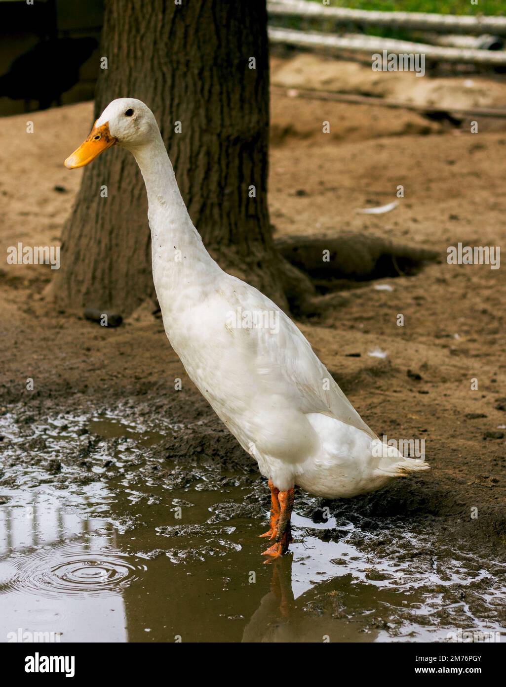 A vertical closeup of a domestic goose in a puddle in a farm Stock ...
