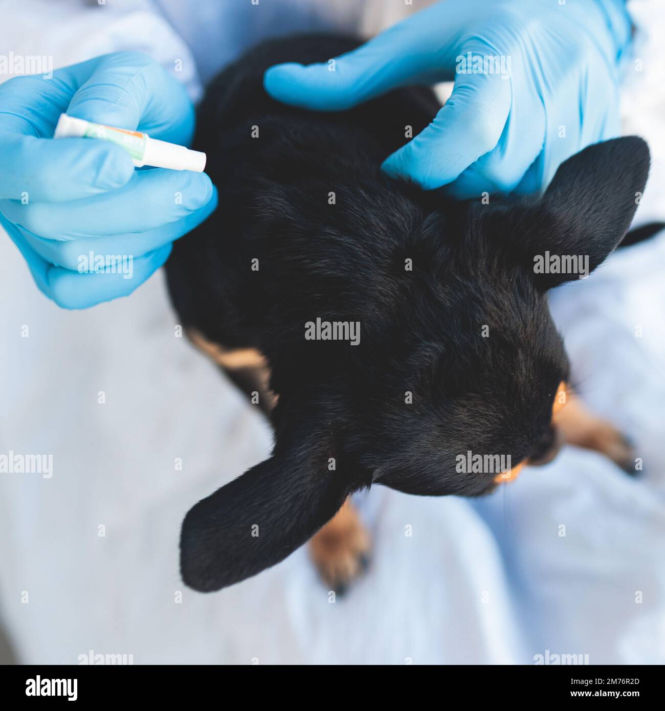 Applying flea treatment dog hi-res stock photography and images - Alamy