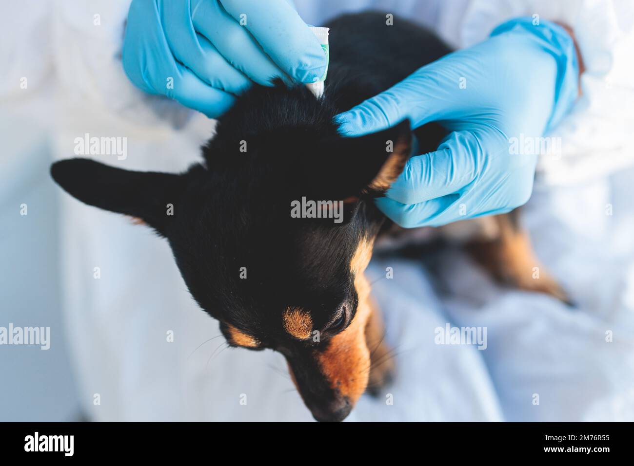 Applying flea treatment dog hi-res stock photography and images - Alamy