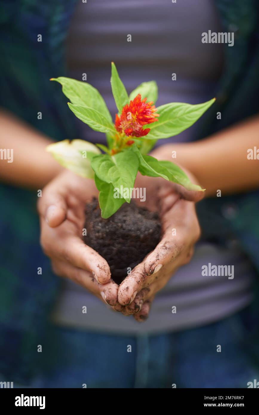 Hands holding dirt plant hi-res stock photography and images - Alamy
