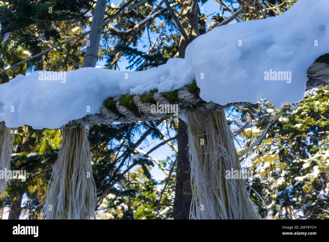 Snow covered shimenawa or shinto straw rope at Higashikawa shrine at ...