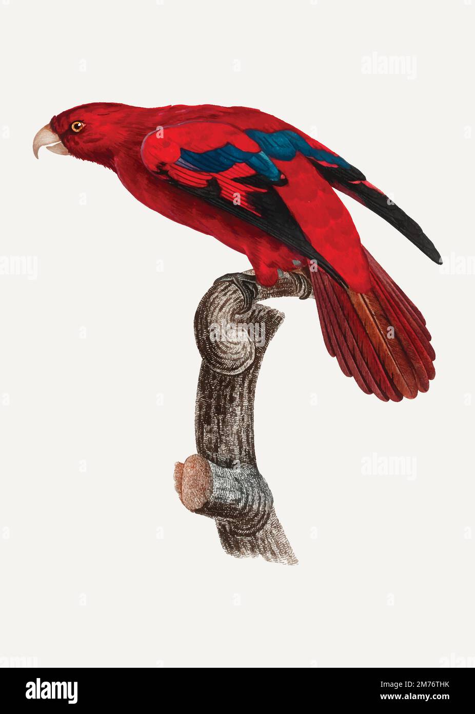The Red Lory (Eos bornea) vintage illustration Stock Vector Image & Art ... The Red Lory (Eos bornea) vintage illustration Stock Vector Image & Art ...