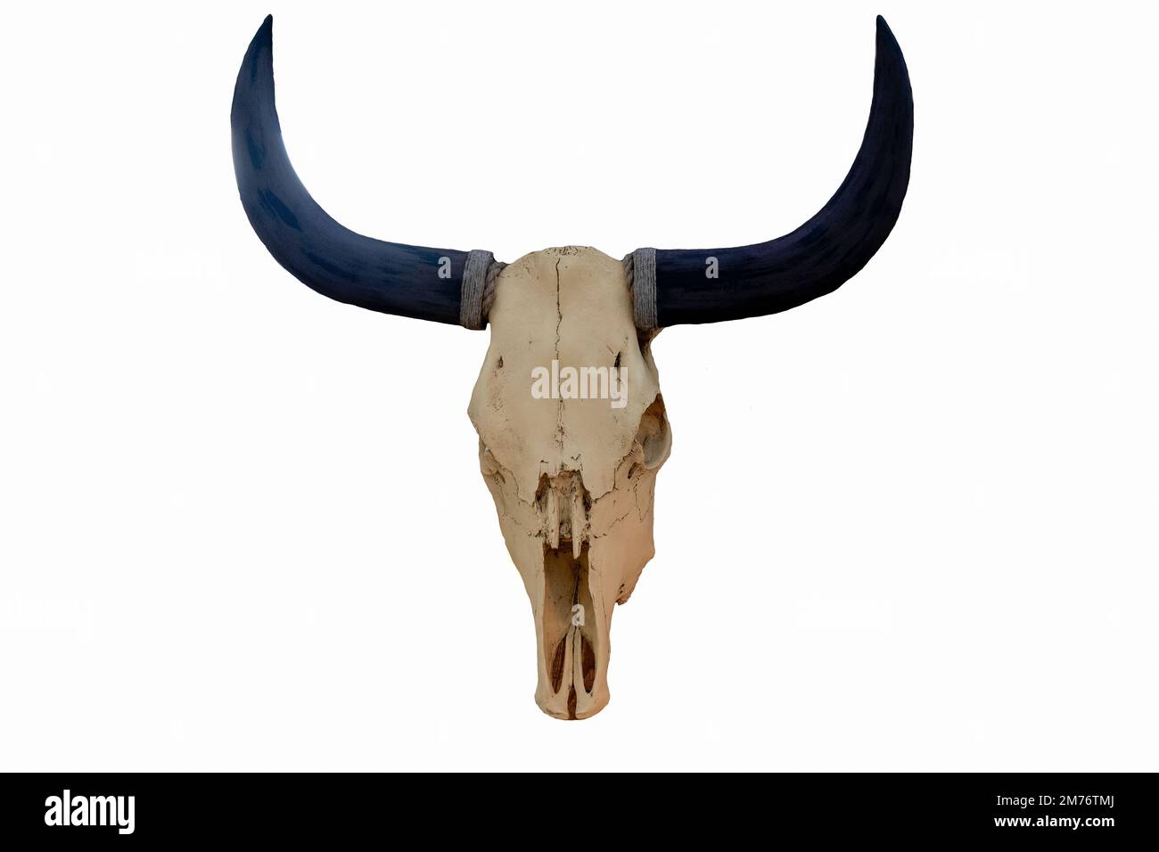 Bull skull with horns isolate on white background Stock Photo - Alamy