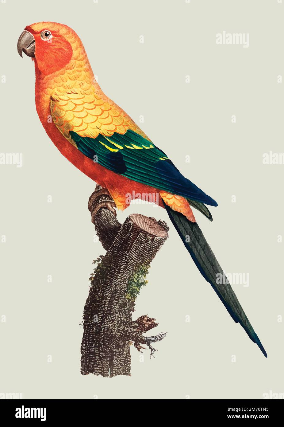 Beautiful male sun conure aratinga Stock Vector Images - Alamy