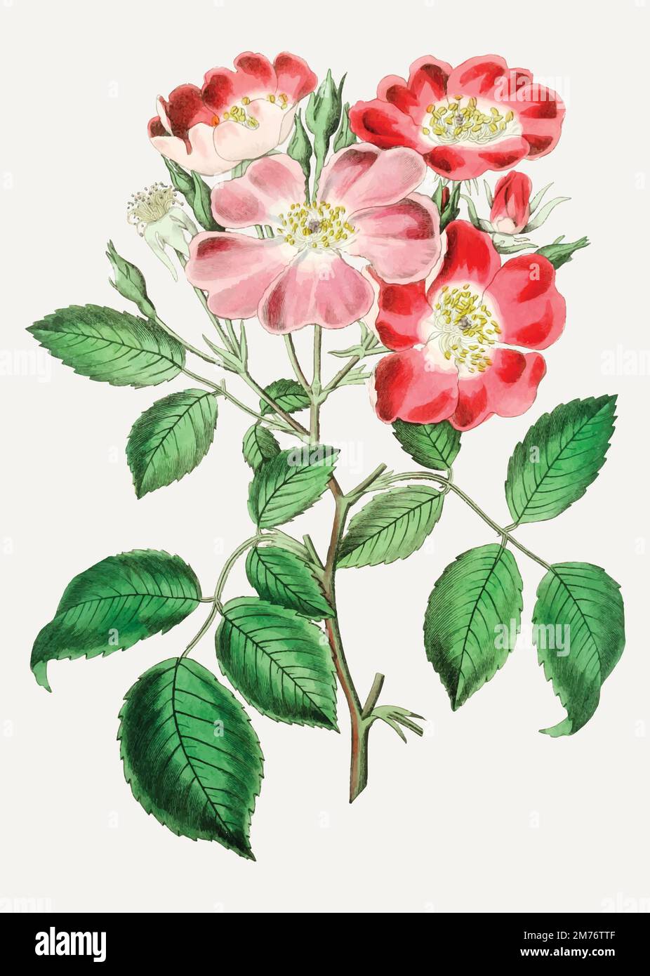 Rosa beautiful britain Stock Vector Images - Alamy
