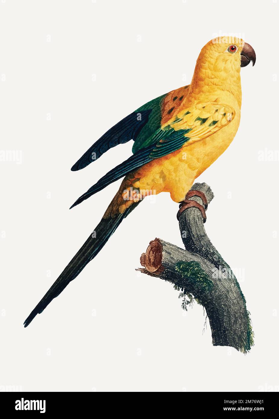 Sun parakeet Stock Vector Images - Alamy