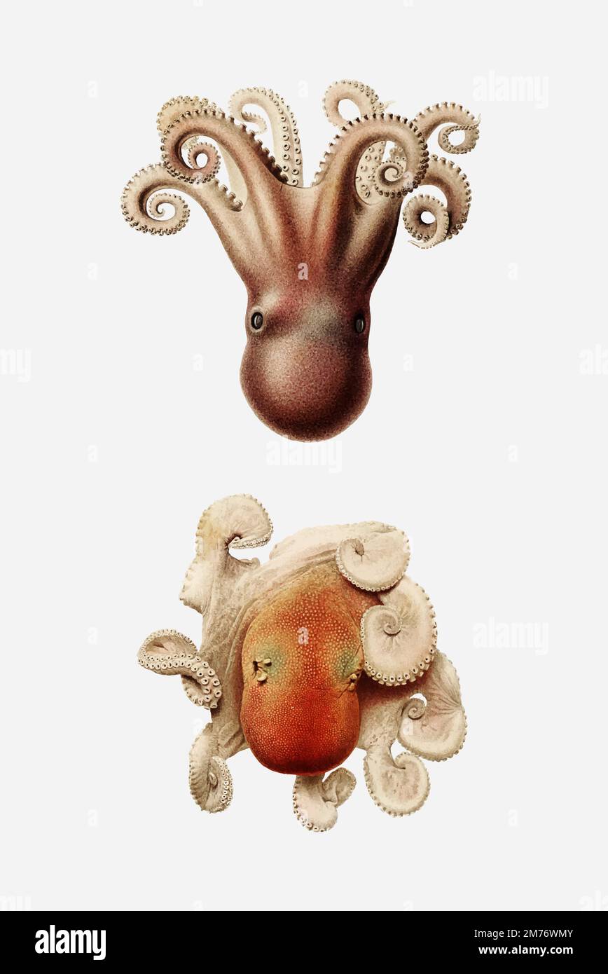 Vintage sea octopus illustration Stock Vector Image & Art - Alamy