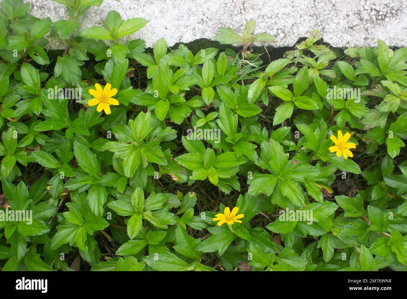 Closeup of yellow Wedelia flower -blurred green background under ...