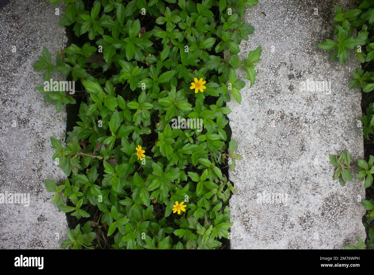 Closeup of yellow Wedelia flower -blurred green background under ...