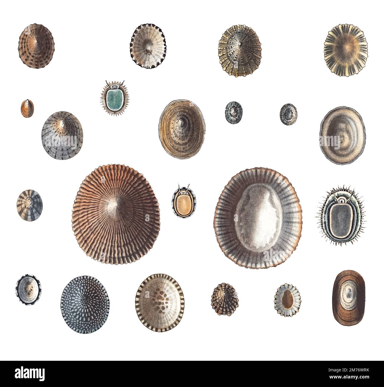 Sea snail varieties set illustration Stock Vector Image & Art - Alamy