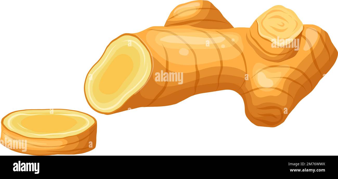 ginger cut root cartoon vector illustration Stock Vector Image & Art ...