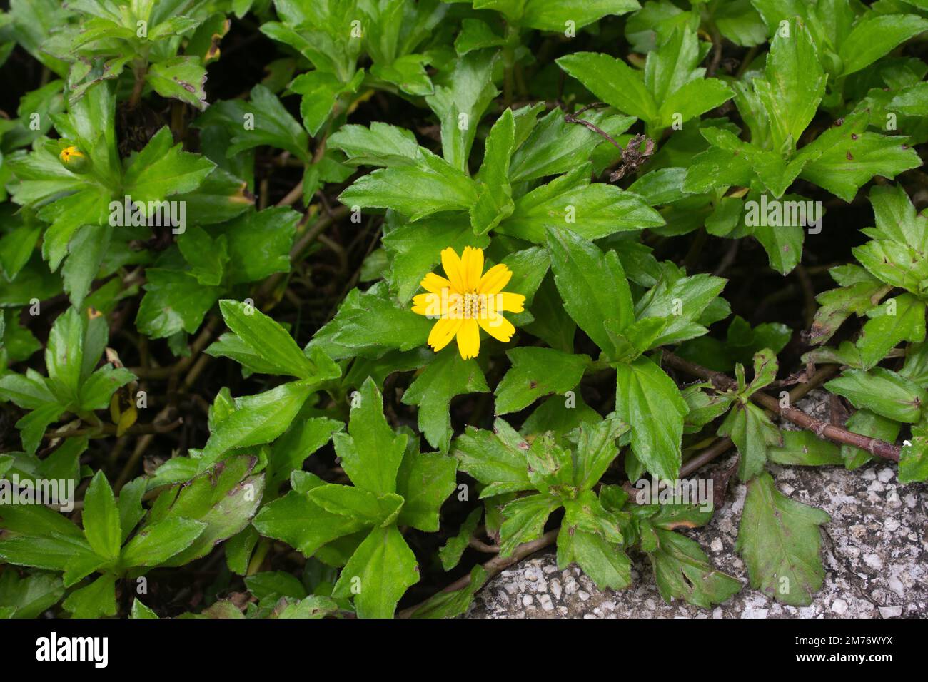 Closeup of yellow Wedelia flower -blurred green background under ...