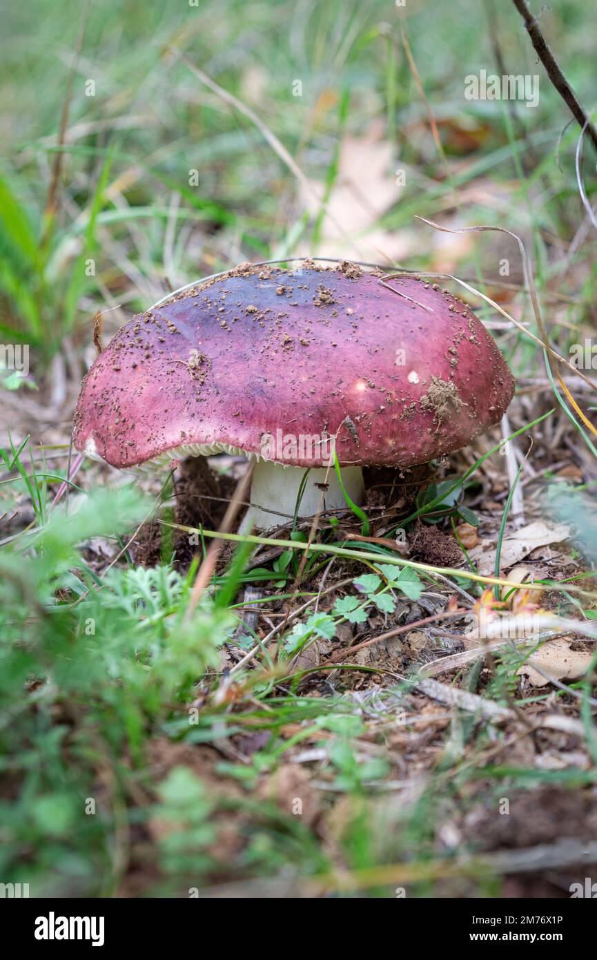 A purple brittlegill (Russula atropurpurea) edible wild mushroom Stock ...