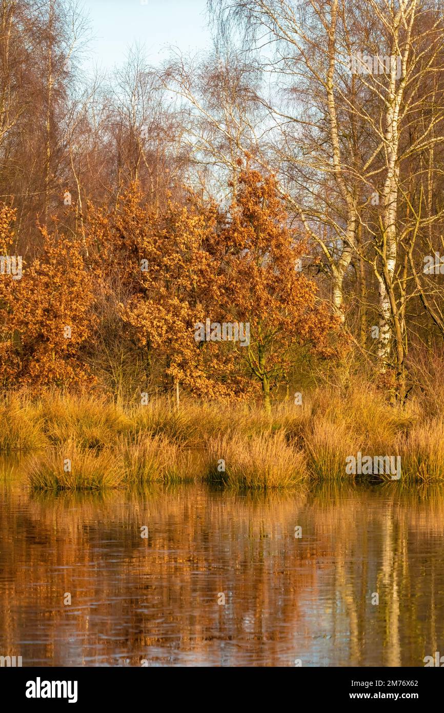 Landscape, a half-frozen lake in front of the forest, Reflections of ...