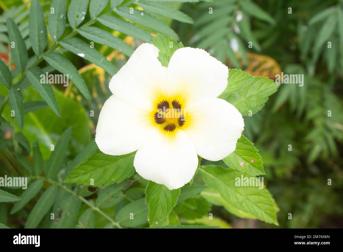 White primrose flowers, which usually bloom in spring Stock Photo - Alamy
